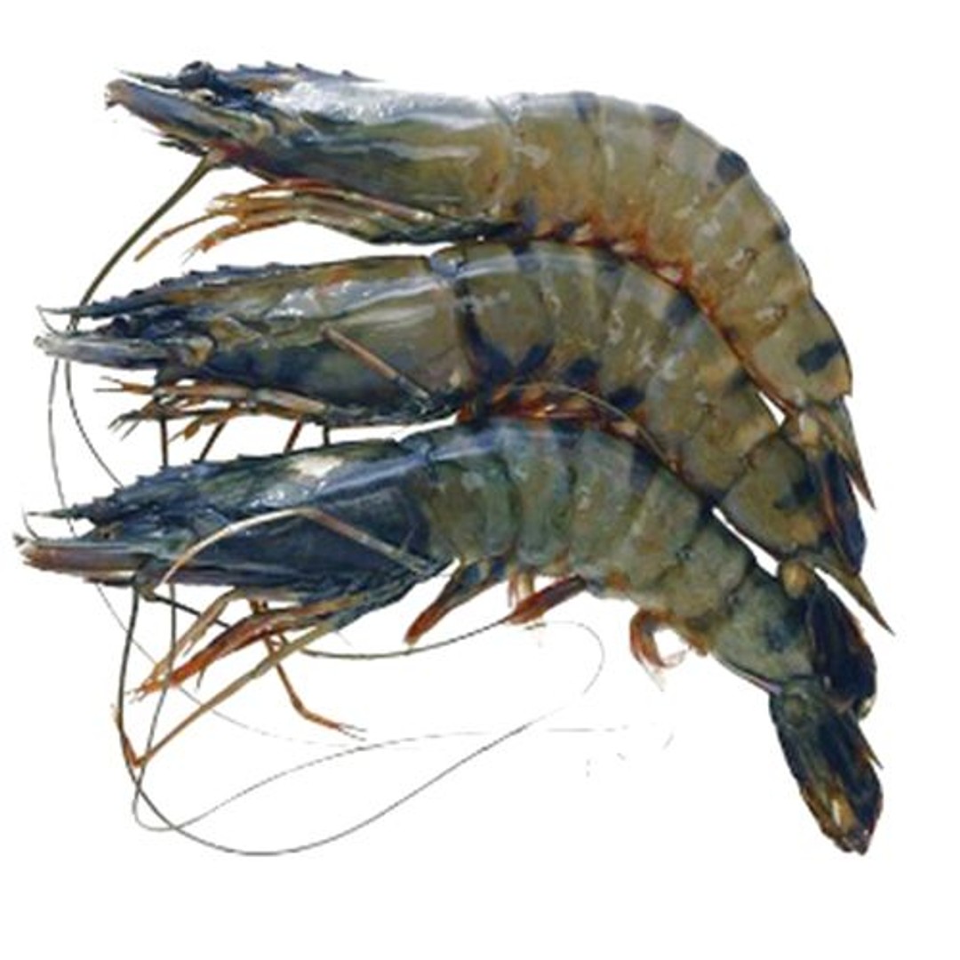 Buy CLS SHOPPING Indian Prawn / Chingri, Small Online at Best Price of ...