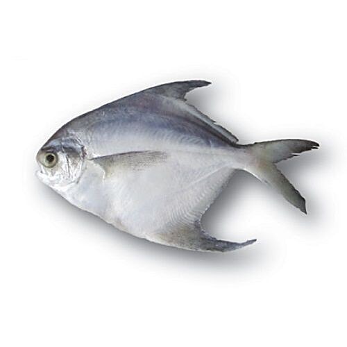 Buy Fresh Catch Fish - Pomfret Online at Best Price of Rs null - bigbasket