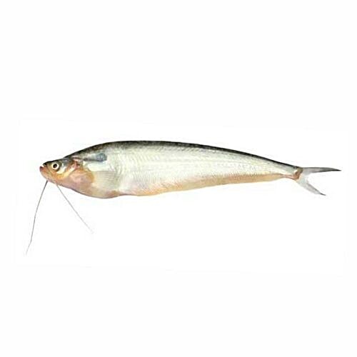 Buy DAILY FRESH Fish - Pabda / Catfish Online at Best Price of Rs null ...