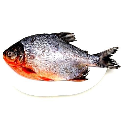Buy Gangaputra fisheries Fish - Roop Chand Online at Best Price of Rs ...