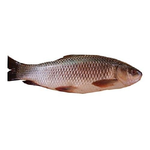 Buy CLS SHOPPING Fish - Baby Rui Online at Best Price of Rs null ...