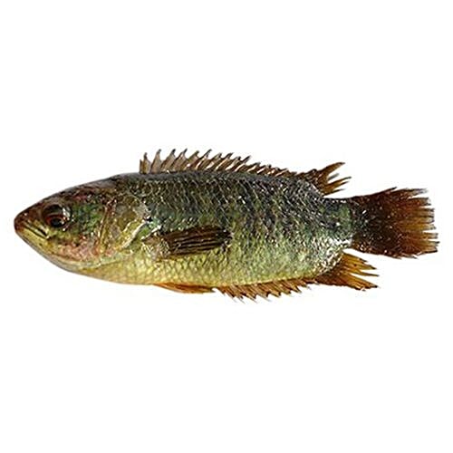 Buy Haris Fish Fish - Desi Koi Online at Best Price of Rs null - bigbasket