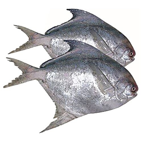 Buy Daryasarang.com Fish - Halwa / Black Pomfret Online at Best Price ...