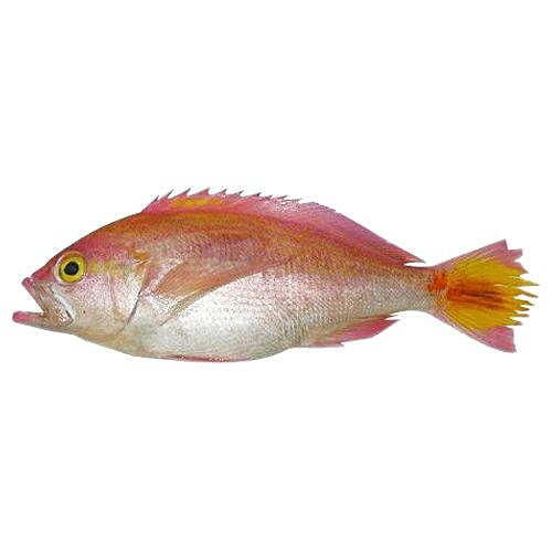 Buy Meaty Fish - Pink Perch 1 kg (Bengali Cut) Online at Best Price. of ...