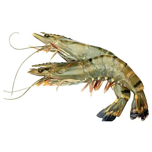 Buy Fish 29 Prawns / Galda, Fresh, Large Online at Best Price of Rs ...