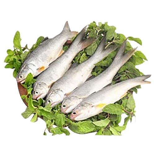 Buy Fish Special Fish - Gurjali, Processed & Cleaned Online at Best ...