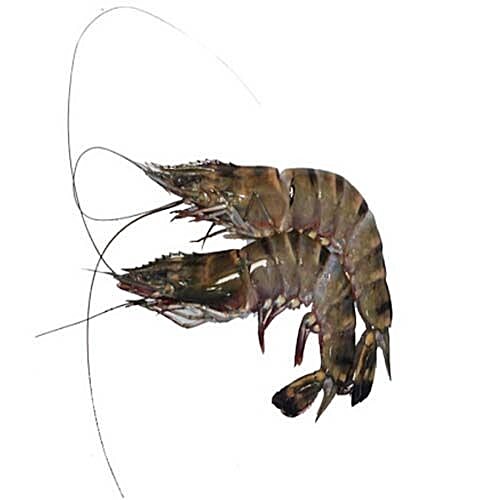 Buy Big Fish Bagda Chingri / Prawn Large, 15 Pcs Online at Best Price ...