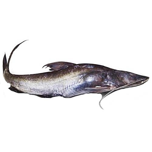 Buy Big Fish Fish - Tangra Special, 10 Pcs Online at Best Price of Rs ...