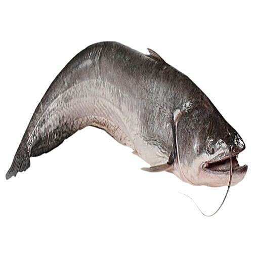 Buy Machli Ghar Fish - Boyal Online at Best Price of Rs null - bigbasket