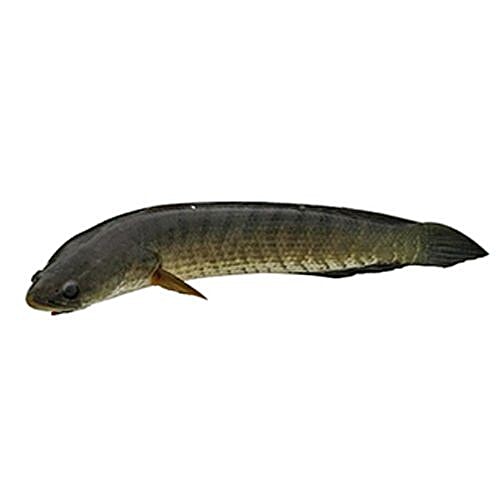 Buy ME FRESH Fish - River Murrel 500 gm Online at Best Price. of Rs ...