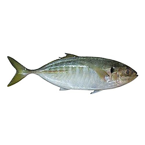Buy ME FRESH Fish - Malabar Trevally / Para 500 gm Online at Best Price ...