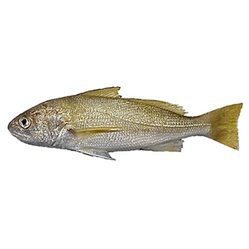 Buy ME FRESH Fish - Croaker / Dodi / Kore 1 kg (Curry cut) Online at ...