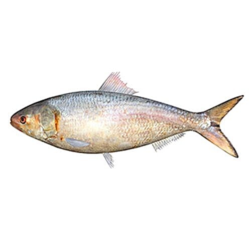 Buy ME FRESH Fish - Hilsa 1 kg (Fry Cut) Online at Best Price. of Rs ...