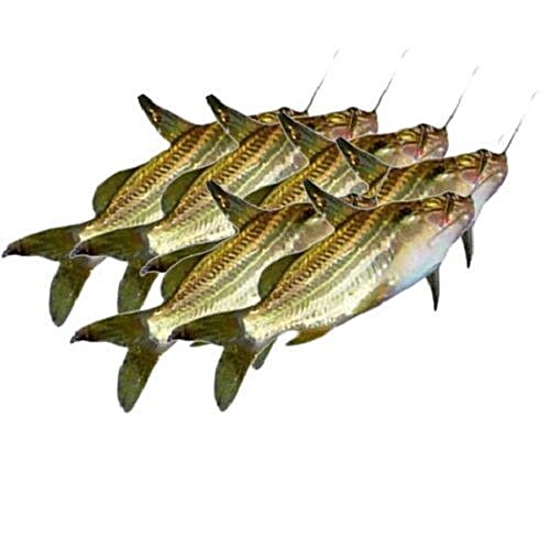 Buy Fish Fish - Tangra Special Online at Best Price of Rs null - bigbasket