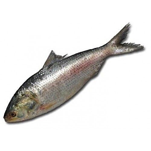 Buy Fresh Catch Fish Hilsa Ilish Whole Curry Pieces With Head Tail 500 ...