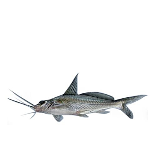 Buy Sakana Fish - Thengda 500 gm (Cleaned) Online at Best Price. of Rs ...