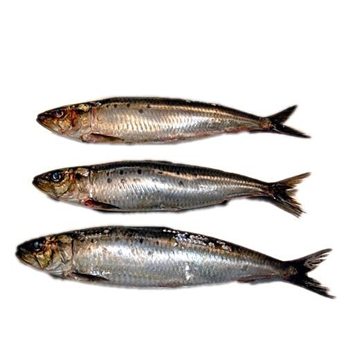 Buy Sakana Fish - Sardine / Mathi 1 kg (Curry Cut) Online at Best Price ...