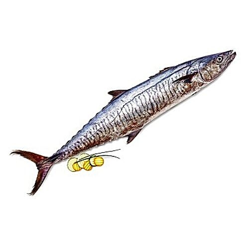 Vanjaram Fish