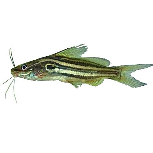 Buy Naturo Virgin Fish - Tangra Special Online at Best Price of Rs null ...