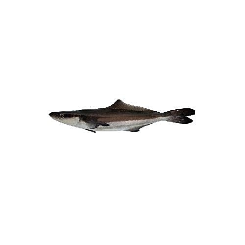 Buy Subbammal Proteins Fish - Kadal Viral / Cobia Online at Best Price ...