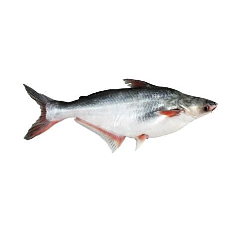 Buy Saurabh Fish Farm Indian Basa/Seelan Fish Online at Best Price of ...