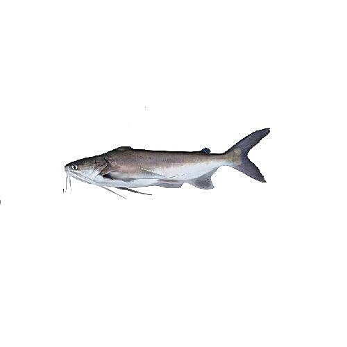 Buy MRF Sea Foods Fish - Cat / Keluthi Live Online at Best Price of Rs ...