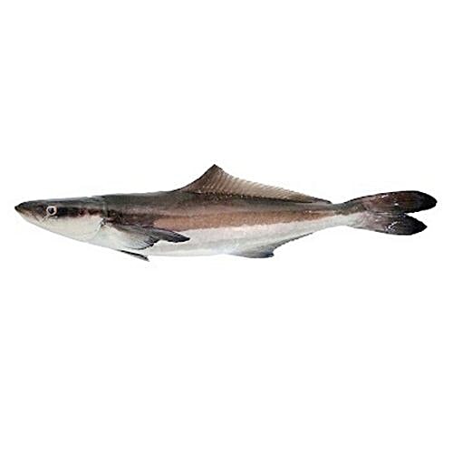 Buy MRF Seafoods Fish - Cobia / Kadal Viral Online at Best Price of Rs ...
