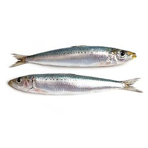 Buy Gangaputra fisheries Fish - Nethallu Online at Best Price of Rs ...