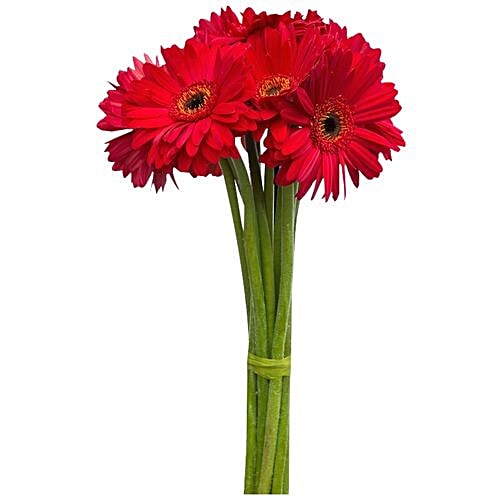 Buy Bonzai Red Gerbera Stems Online at Best Price of Rs 157.32 - bigbasket