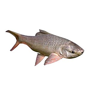 Buy Fresho Deshi Rohu Curry Cut Without Head Online at Best Price of Rs ...