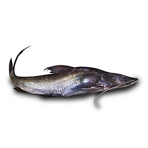 Buy fresho! Kolkata/Bengali Ayre Fish Small - Curry Cut Online at Best ...