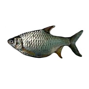 Buy fresho! Japani Puti Fish - Whole Cleaned Online at Best Price of Rs ...
