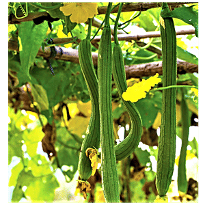 Buy Optimal Seeds Luffa Sponge Gourd Vegetable Seeds Online at Best ...