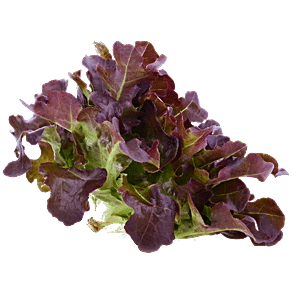 Buy Fresho Lettuce - Concorde Red, Hydroponically Grown Online at Best ...