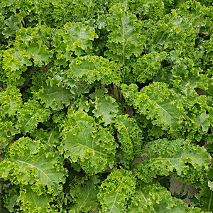 Buy Fresho Kale - Hydroponically Grown Online at Best Price of Rs 72.27 ...