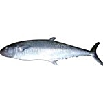 Buy fresho! King Fish/Cobia Medium - Curry Cut/Bengali Cut Online at ...