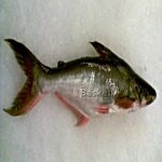 Buy Fresho Fish Fillet Basa 500 Gm Online At Best Price of Rs 359 ...