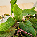 Buy Fresho Amaranthus Red 250 Gm Online At Best Price of Rs 12.92 ...