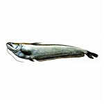 Buy Fresho Fish Fillet Basa 500 Gm Online At Best Price of Rs 359 ...