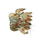 Buy Fresho White Prawn - Jhinga Small, Horeca 2 kg Online at Best Price ...