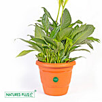 Buy NATURES PLUS Flower Pot 140 Online at Best Price of Rs 229 - bigbasket