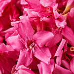 Buy fresho! kanagale/Oleander Flower - Used To Decorate For Festivals ...