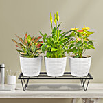 Buy NATURES PLUS Metal Planter Stand Rectangular Online at Best Price ...
