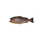 Buy Fish O Fish Fish Grouper Kalavan 1 Kg Online at the Best Price of ...