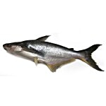 Buy Fresh Catch Fish - Cat / Pungus / Basa Fillet Cut 500 gm Online at ...