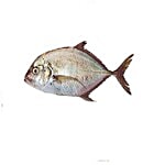 Buy Fresh Fish Chicken Mutton Mart Fish - Malabar Trevally Cut into 2 ...