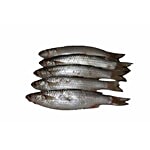 Buy Fresh Catch Fish - Prachi 500 gm (Just Cleaned) Online at Best ...