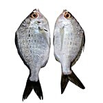 Buy Coral Marine Foods Fish - Silver Perch / Payya / Prachi Online at ...