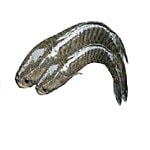 Buy Mangalore Fish Shop Fish - Varal 1 kg (Fry Cut) Online at Best ...