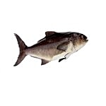 Buy Gala seafood Fish - Kadal Viraal / King, Big Online at Best Price ...